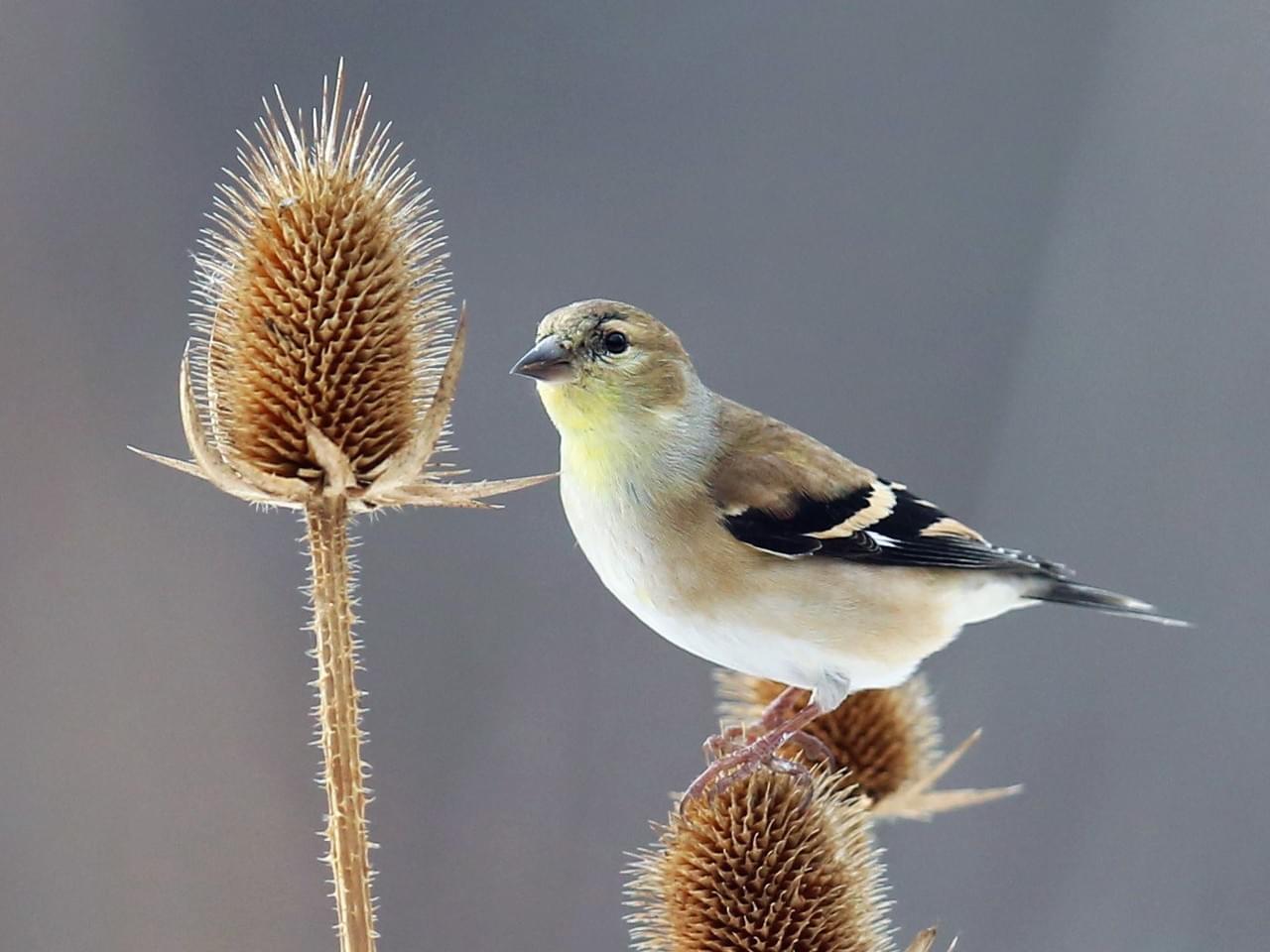 American Goldfinch | Celebrate Urban Birds