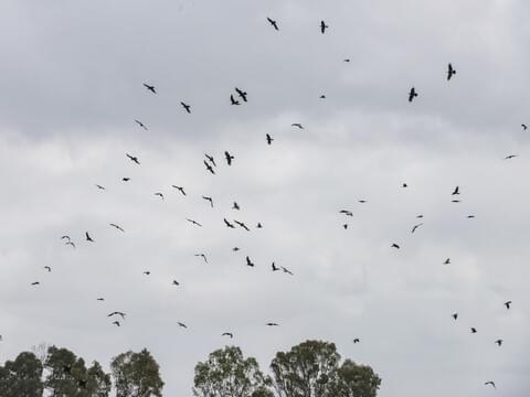 Ravens Flying Away