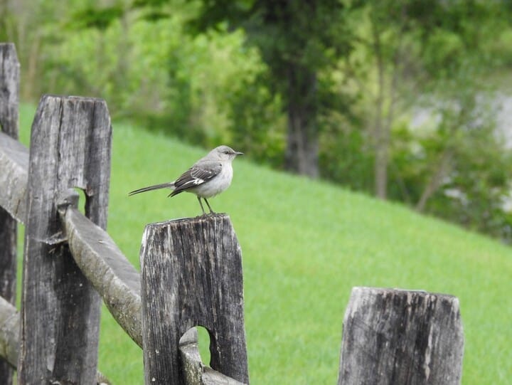 Northern Mockingbird - NestWatch