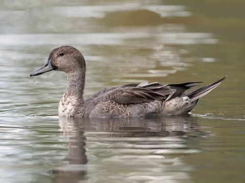 Hen Pintail