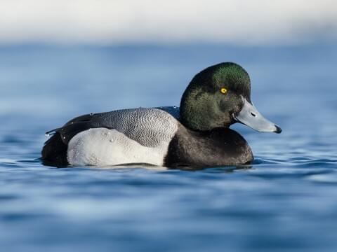 Scaup Duck