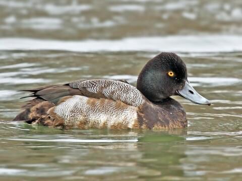 Drake Scaup