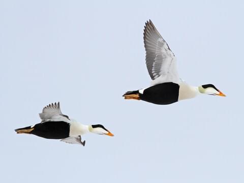 King Eider Flying