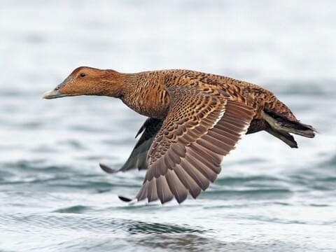King Eider Hen