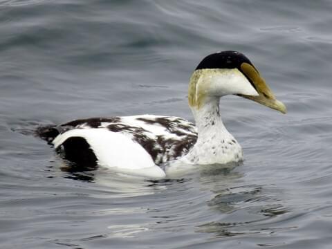 Common Eider