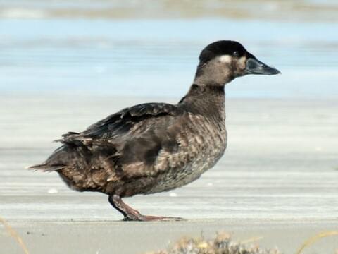 Surf Scoter Female