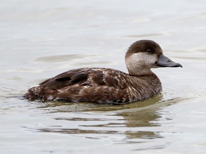 Hen Black Duck Black Duck Chesapeake Bay News