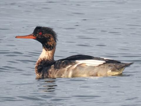 Red Breasted Merganser Flying