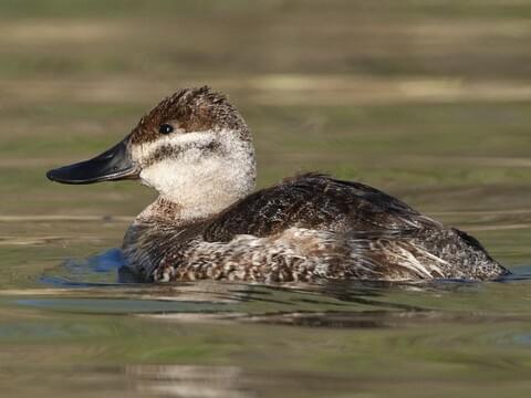 Ruddy Duck Flying