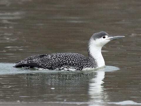 Male And Female Common Loon