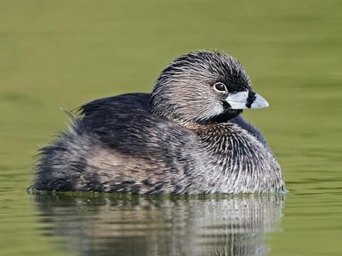 Pied Billed Grebe Male And Female