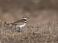 Killdeer | Celebrate Urban Birds