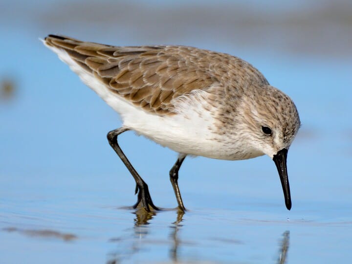 Western Sandpiper Vs. Semipalmated Sandpiper