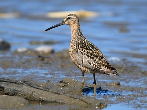 Long Billed Dowitcher Juvenile