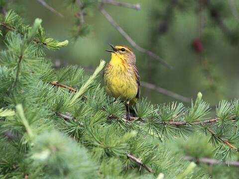 Palm Warbler Fall Plumage Palm Warbler Overview, All About Birds,