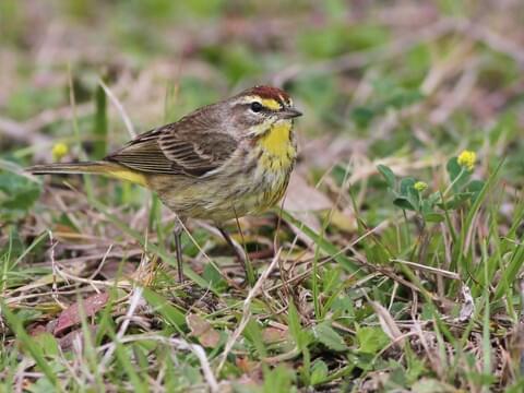 Palm Warbler Fall Plumage