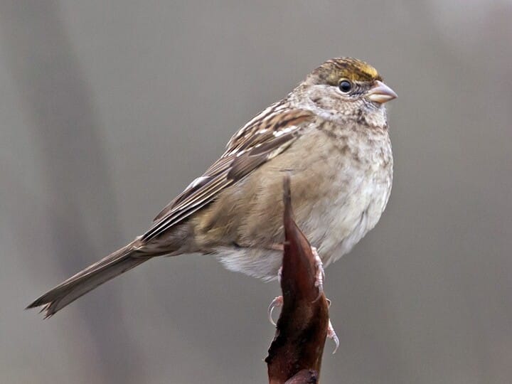 Juvenile House Sparrow