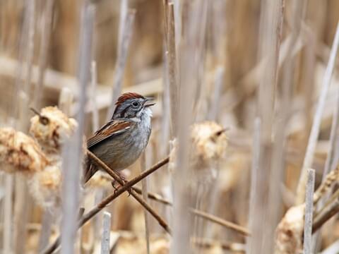 Swamp Sparrow Fall