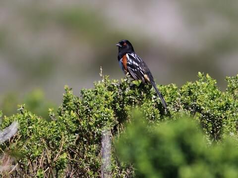 Spotted Towhee - NestWatch