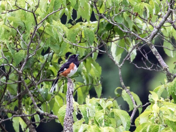 Eastern Towhee - NestWatch