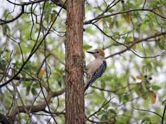 Carpintero Cheje | Celebrate Urban Birds
