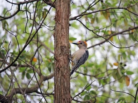 Carpintero Cheje | Celebrate Urban Birds