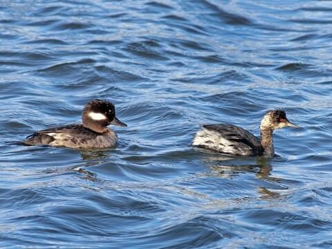 Eared Grebe Identification