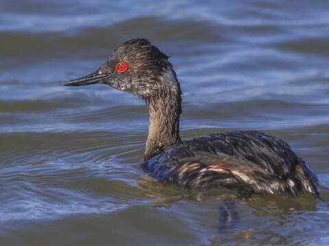 Eared Grebe Identification