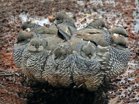 Blue Scaled Quail