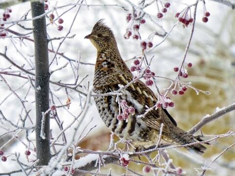 Ruffed Grouse Ecology & Management Of Appalachian Ruffed Grouse