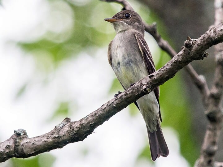 Olive Sided Flycatcher Song