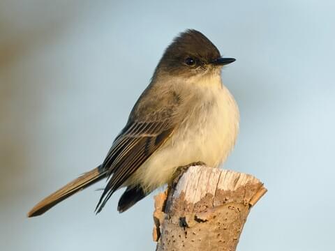 Eastern Phoebe