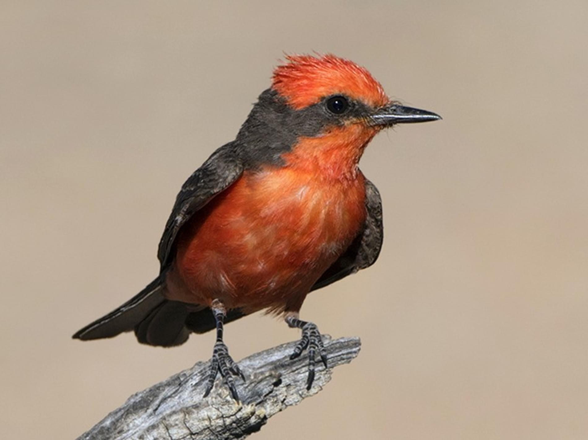 Vermilion Flycatcher | Celebrate Urban Birds