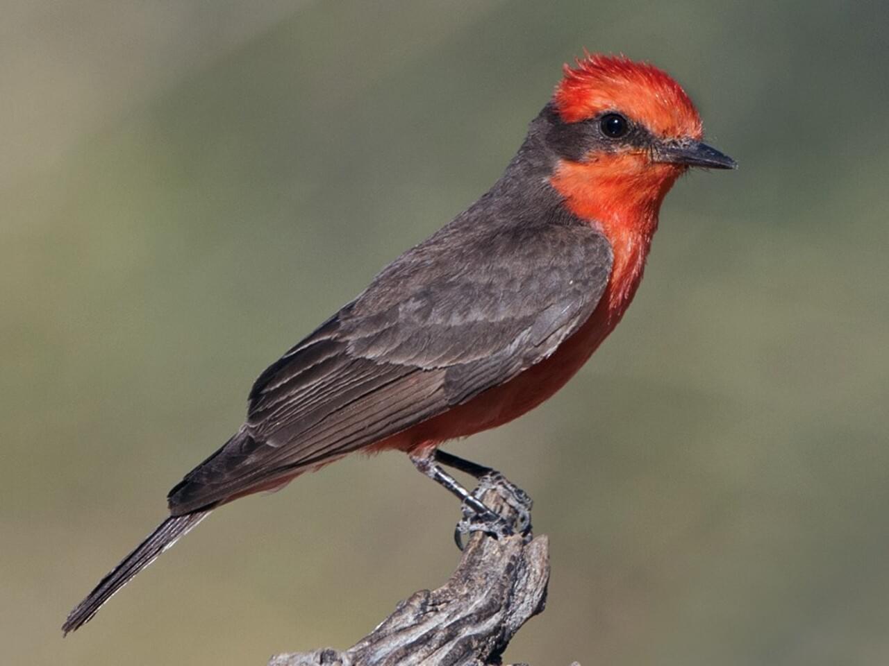 Vermilion Flycatcher | Celebrate Urban Birds
