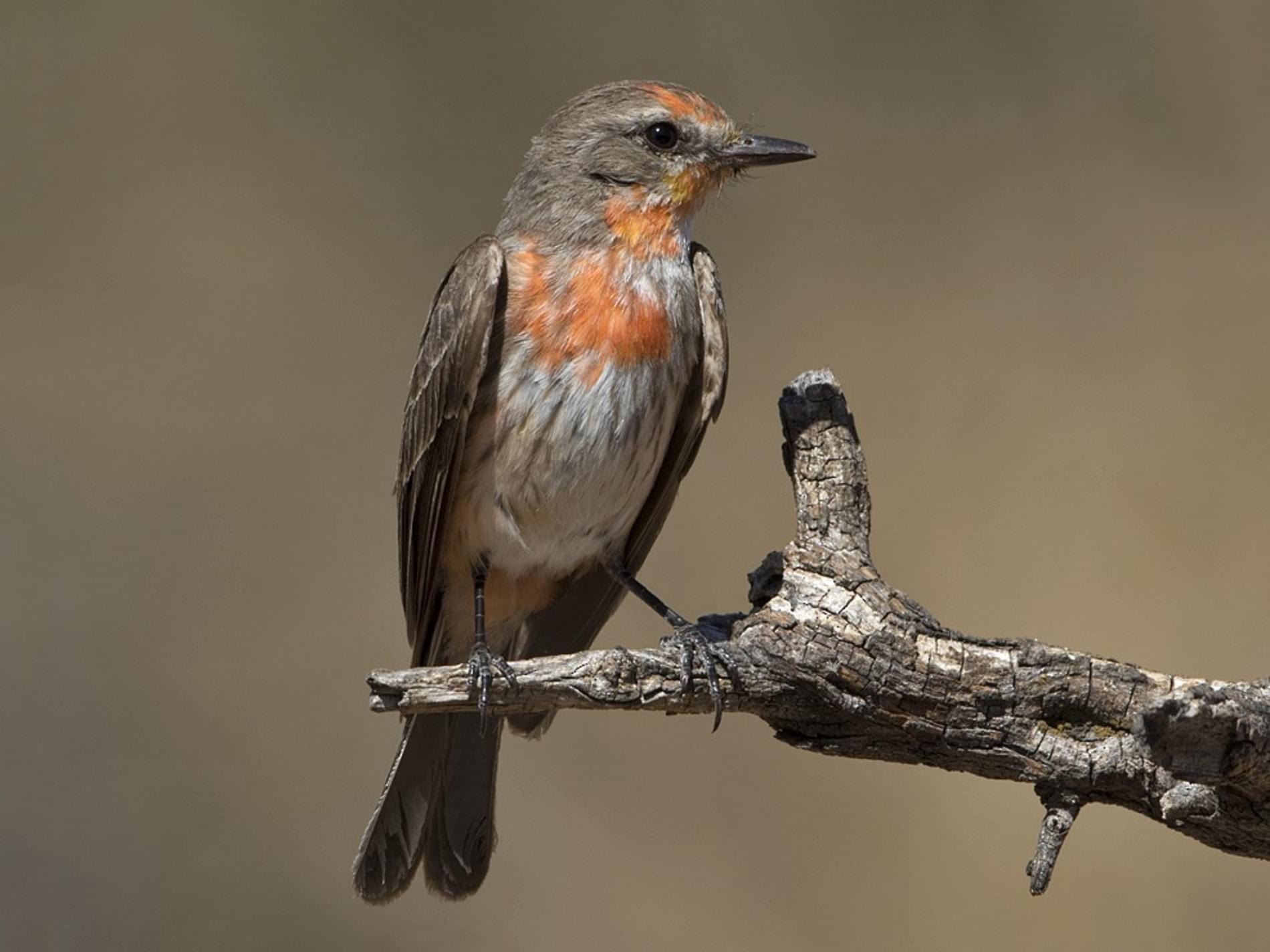 Vermilion Flycatcher | Celebrate Urban Birds