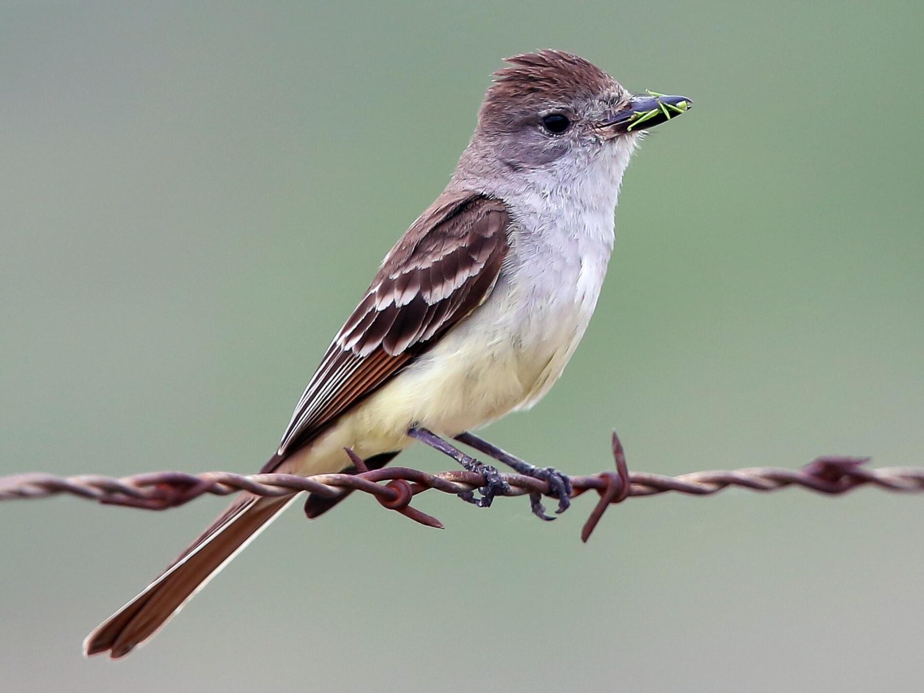 NestWatch | Ash-throated Flycatcher - NestWatch