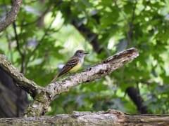 Great Crested Flycatcher - NestWatch