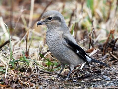 Northern Shrike Hunting