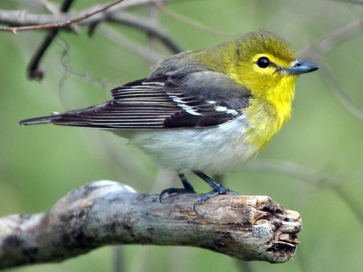 Yellow-throated Vireo Identification, All About Birds, Cornell Lab of ...