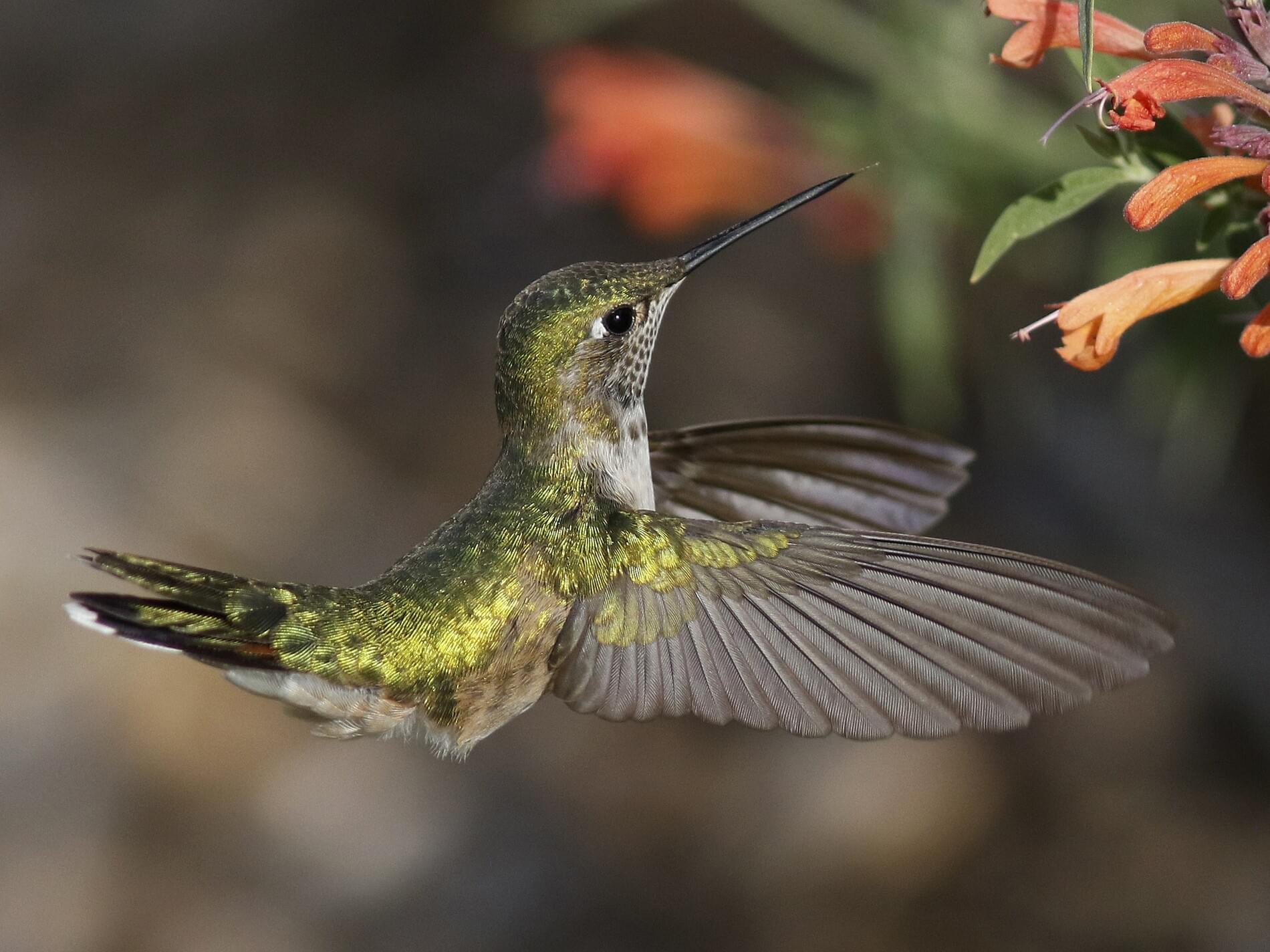 Calliope Hummingbird | Celebrate Urban Birds