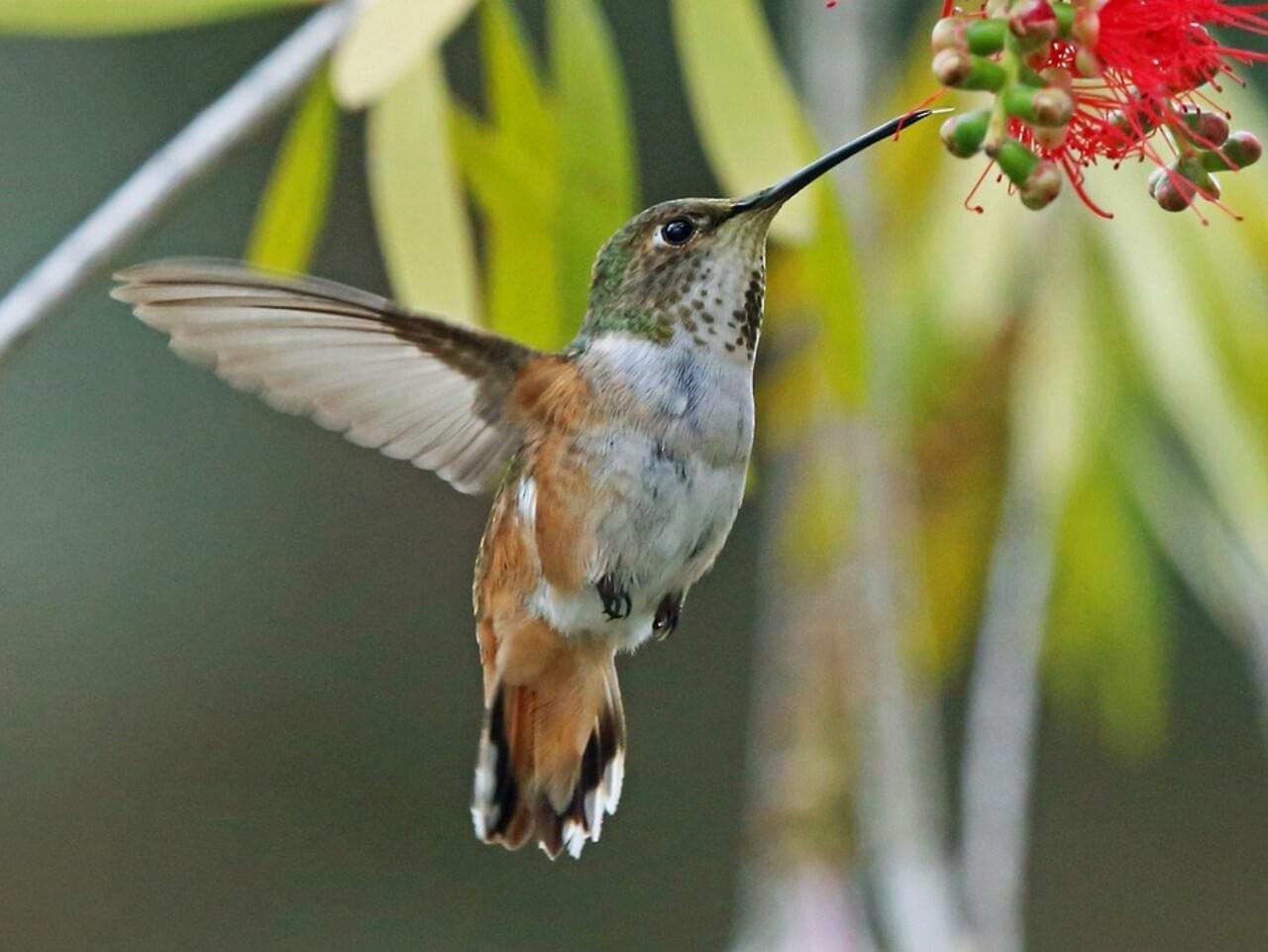 Allen’s Hummingbird | Celebrate Urban Birds