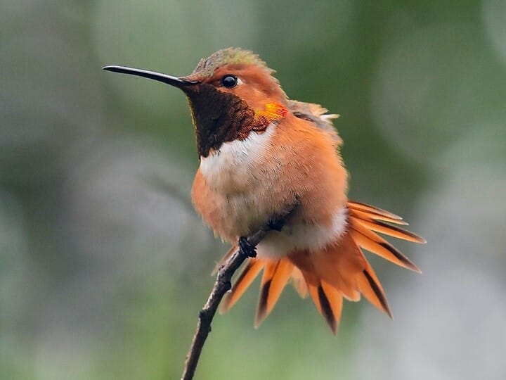 Hummingbird Size Comparison