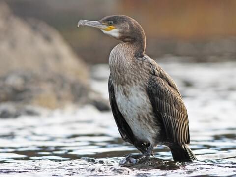 Baby Cormorant Bird 40+ Baby Cormorant Stock Photos, Pictures