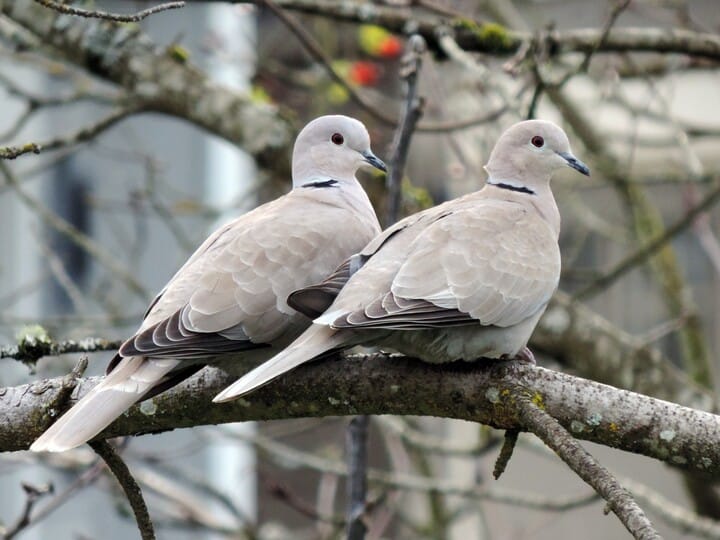 Eurasian Collared-Dove | Celebrate Urban Birds