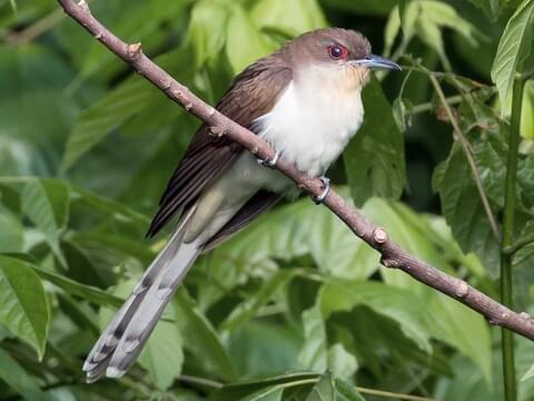 Black Cuckoo Bird
