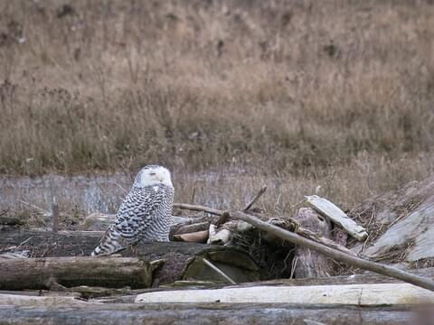 Snowy Owl Habitat
