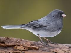 White Winged Junco