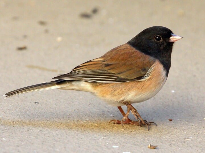 Dark-eyed Junco - NestWatch