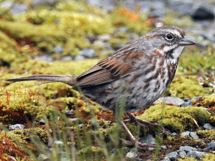 Song Sparrow - NestWatch