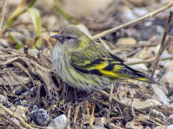 Pine Siskin | Celebrate Urban Birds